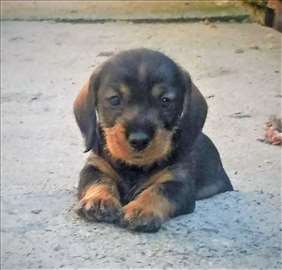 Oglasi za pse Jazavičar | Halo oglasi