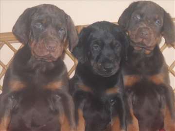 Oglasi za pse Doberman | Halo oglasi