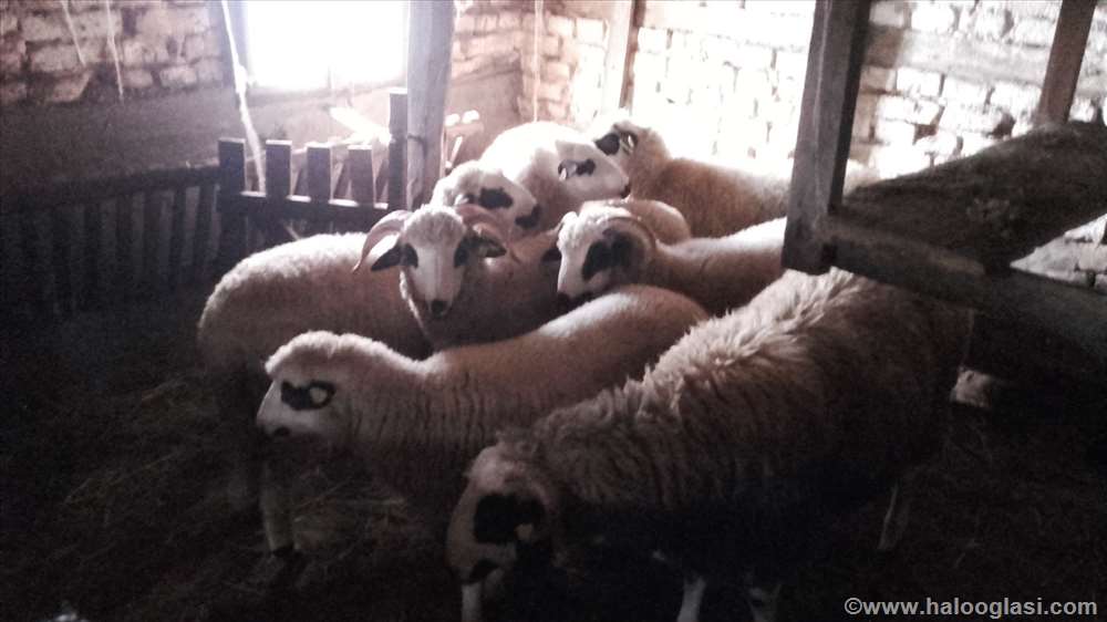 Sjenička umatičena jagnjad | Halo Oglasi
