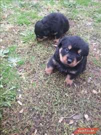 Oglasi za pse Rotvajler | Halo oglasi