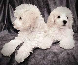 Oglasi za pse Pudla | Halo oglasi