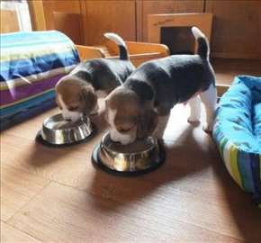 Oglasi za pse Bigl | Halo oglasi