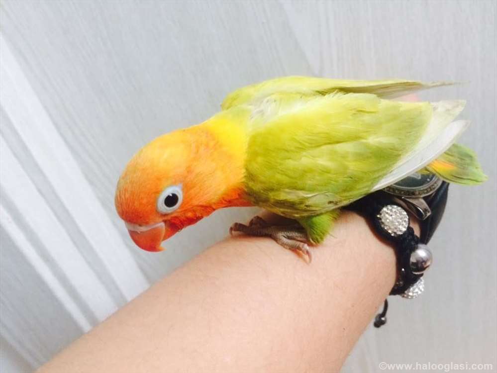 Sve vrste pitomih ptica na jednom mestu | Halo Oglasi