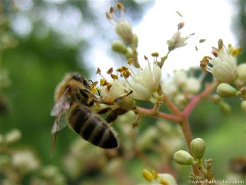 Evodija (pčelinje drvo) | Halo Oglasi