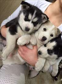 Oglasi za pse Sibirski haski | Halo oglasi