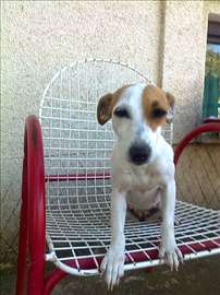 Izgubljeni i nađeni ljubimci | Halo oglasi