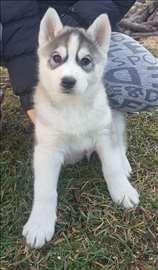 Oglasi za pse Sibirski haski | Halo oglasi