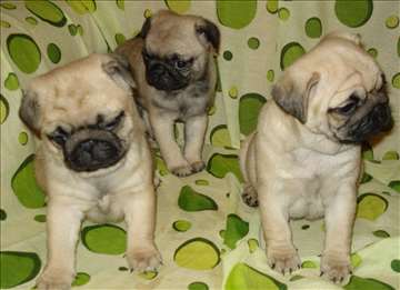 Oglasi za pse Mops | Halo oglasi