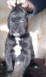Oglasi za pse Cane corso | Halo oglasi
