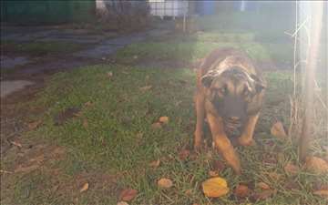 Oglasi za pse Malinoa, Belgijski ovčar | Halo oglasi