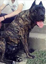 Oglasi za pse Cane corso | Halo oglasi