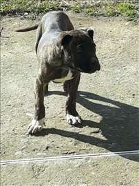 Oglasi za pse Cane corso | Halo oglasi