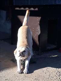 Izgubljeni i nađeni ljubimci | Halo oglasi