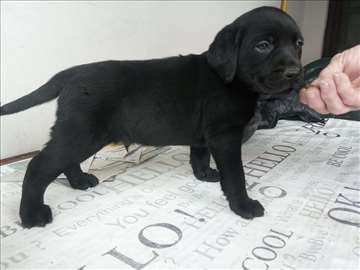 Oglasi za pse Labrador retriver | Halo oglasi