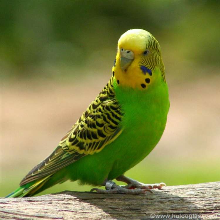 Tigrice mlade pitome | Halo Oglasi