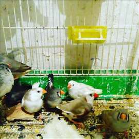 Ptice | Halo oglasi