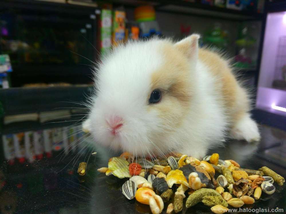 Patuljasti zec Lavlja Glava | Halo Oglasi