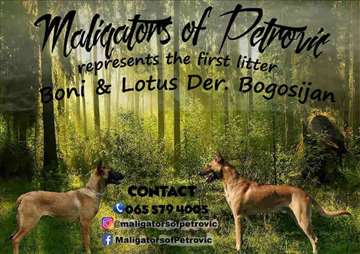 Oglasi za pse Malinoa, Belgijski ovčar | Halo oglasi