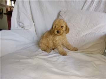 Oglasi za pse Pudla | Halo oglasi