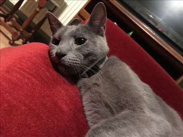 Oglasi za mačke Ruska plava mačka | Halo oglasi