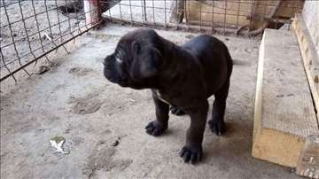 Oglasi za pse Cane corso | Halo oglasi