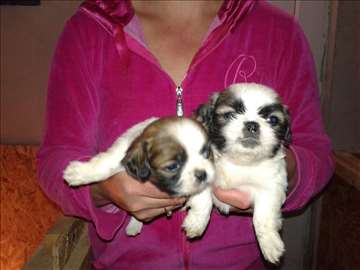 Oglasi za pse Pekinezer | Halo oglasi