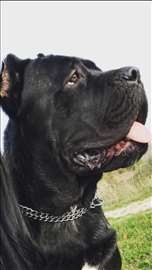 Oglasi za pse Cane corso | Halo oglasi