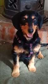 Oglasi za pse Mešanac | Halo oglasi