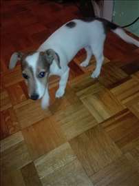 Oglasi za pse Džek Rasel terijer | Halo oglasi