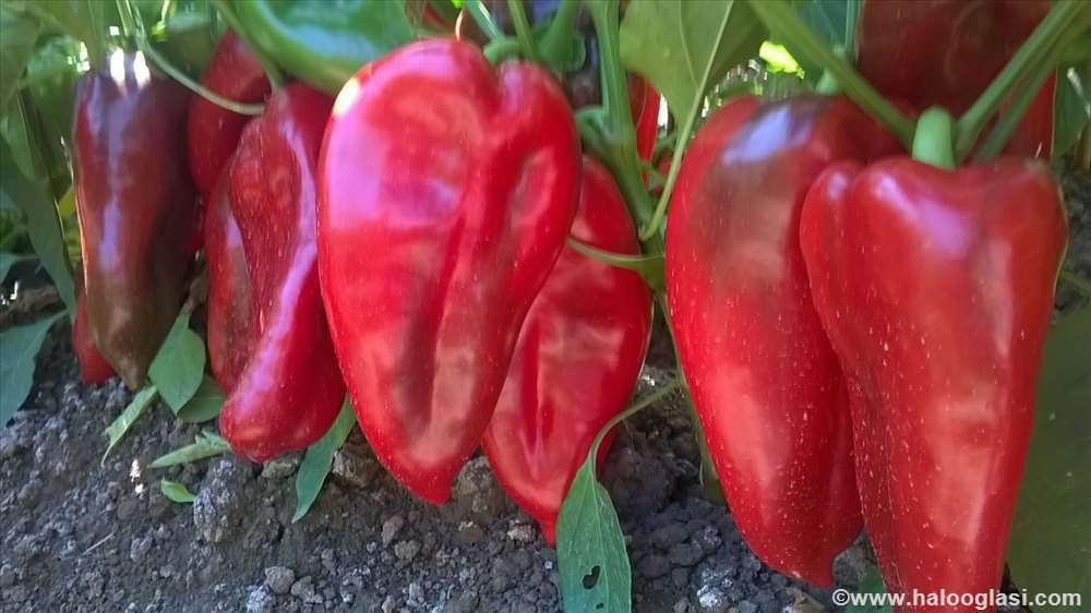 Rasad parike kurtovke, dukat i somborke, | Halo Oglasi