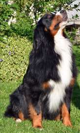 Oglasi za pse Bernski planinski pas | Halo oglasi