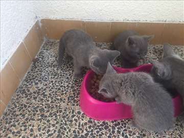 Oglasi za mačke Ruska plava mačka | Halo oglasi