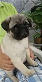 Oglasi za pse Mops | Halo oglasi