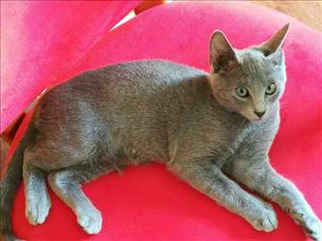 Oglasi za mačke Ruska plava mačka | Halo oglasi