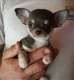 Oglasi za pse Čivava | Halo oglasi