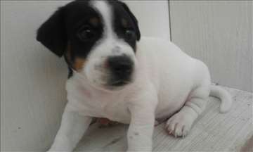 Oglasi za pse Džek Rasel terijer | Halo oglasi