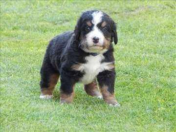 Oglasi za pse Bernski planinski pas | Halo oglasi