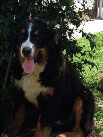Oglasi za pse Bernski planinski pas | Halo oglasi