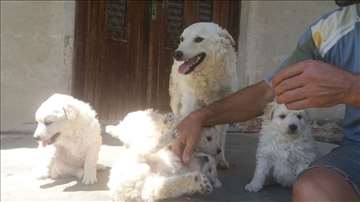 Oglasi za pse Vojvođanski pulin | Halo oglasi