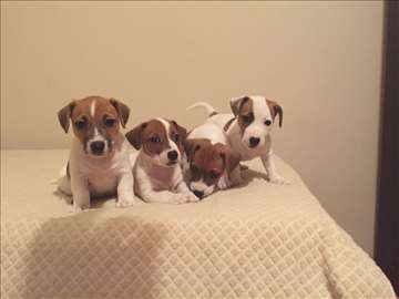 Oglasi za pse Džek Rasel terijer | Halo oglasi