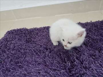 Oglasi za mačke Persijska mačka | Halo oglasi