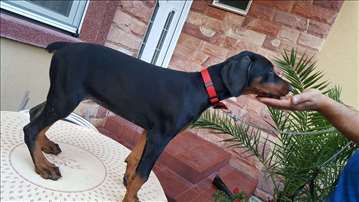 Oglasi za pse Doberman | Halo oglasi