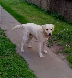 Oglasi za pse Labrador retriver | Halo oglasi