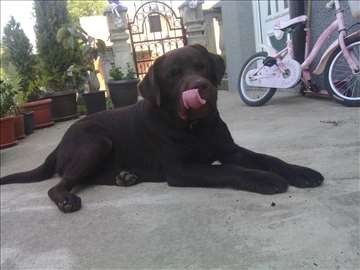 Oglasi za pse Labrador retriver | Halo oglasi