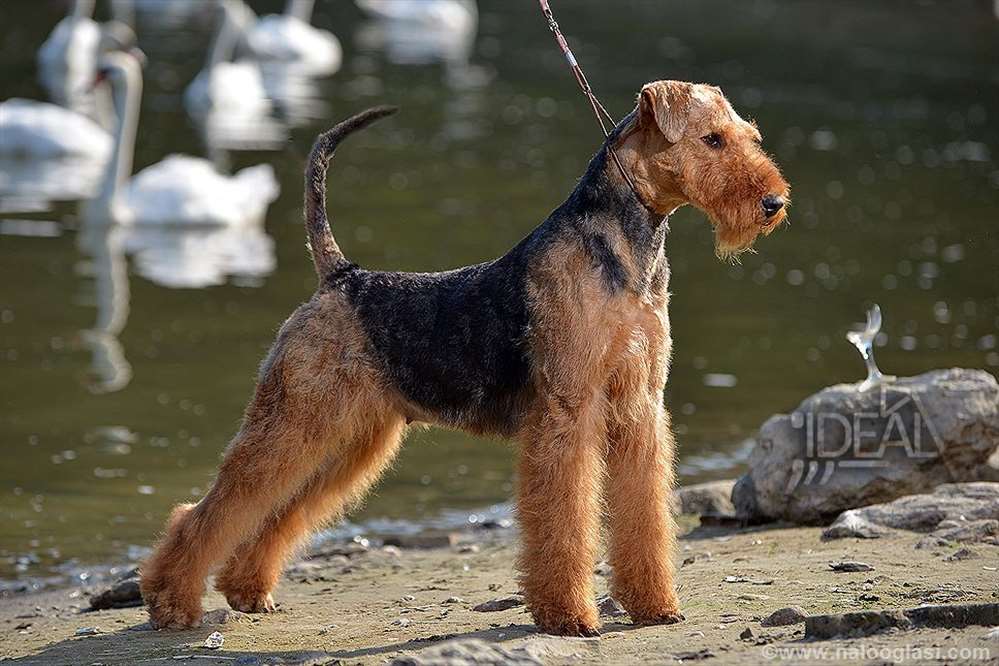 Erdel terijer štenci | Halo Oglasi
