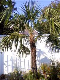 Seme, cveće, sadnice | Halo oglasi