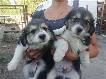 Oglasi za pse Border koli | Halo oglasi