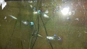 Ribice | Halo oglasi