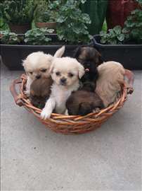 Oglasi za pse Pekinezer | Halo oglasi