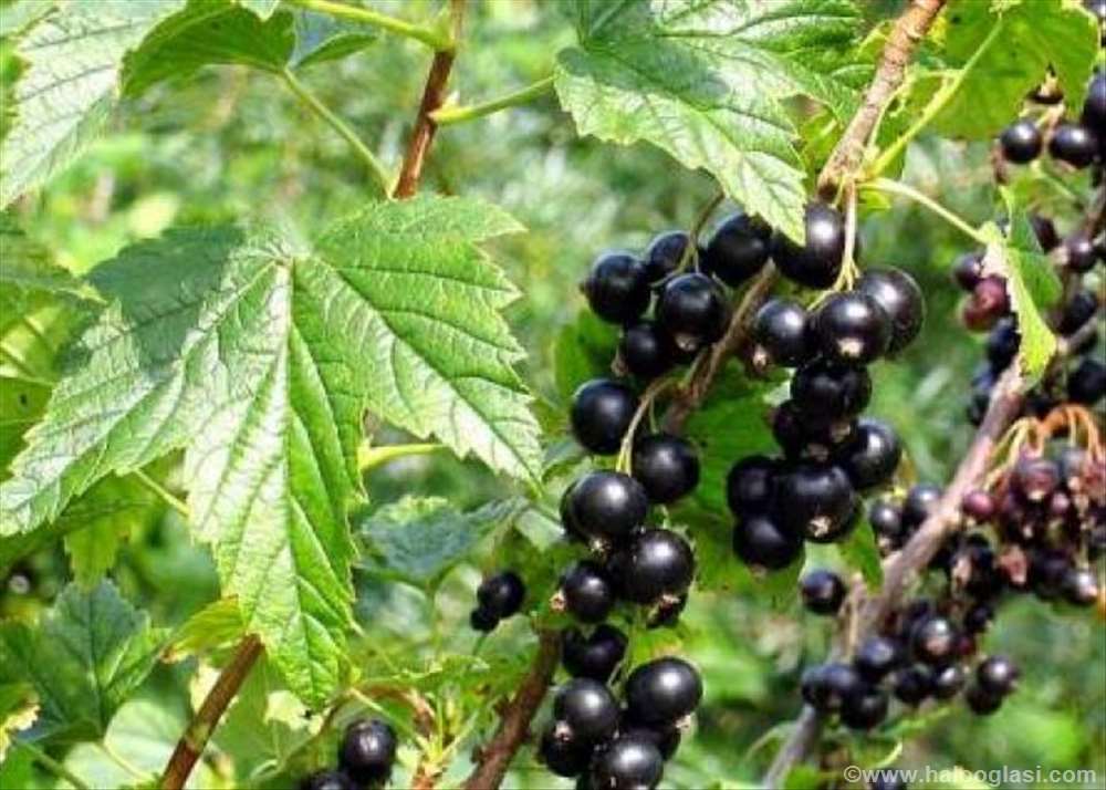 Crna ribizla | Halo Oglasi